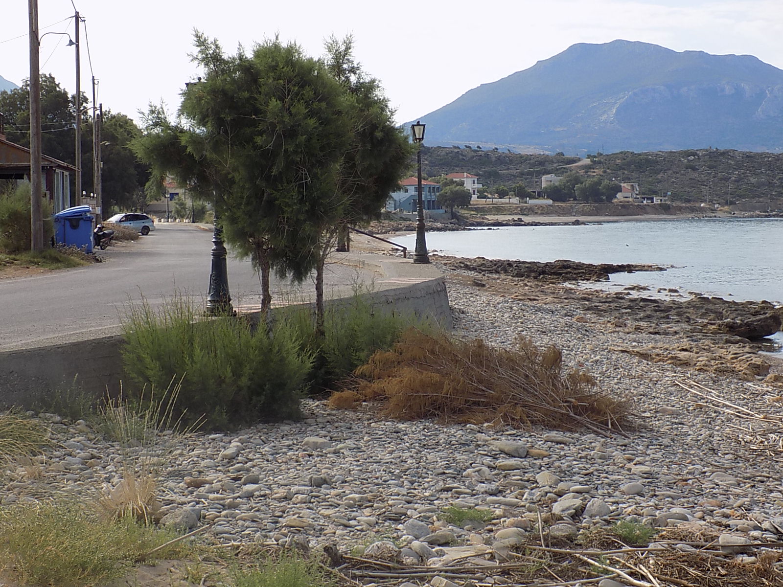 ELIKA-MARATHIAS: ΕΔΩ και ενα μηνα πραμενουν τα κλαδια απο τα αλμυρικια ...