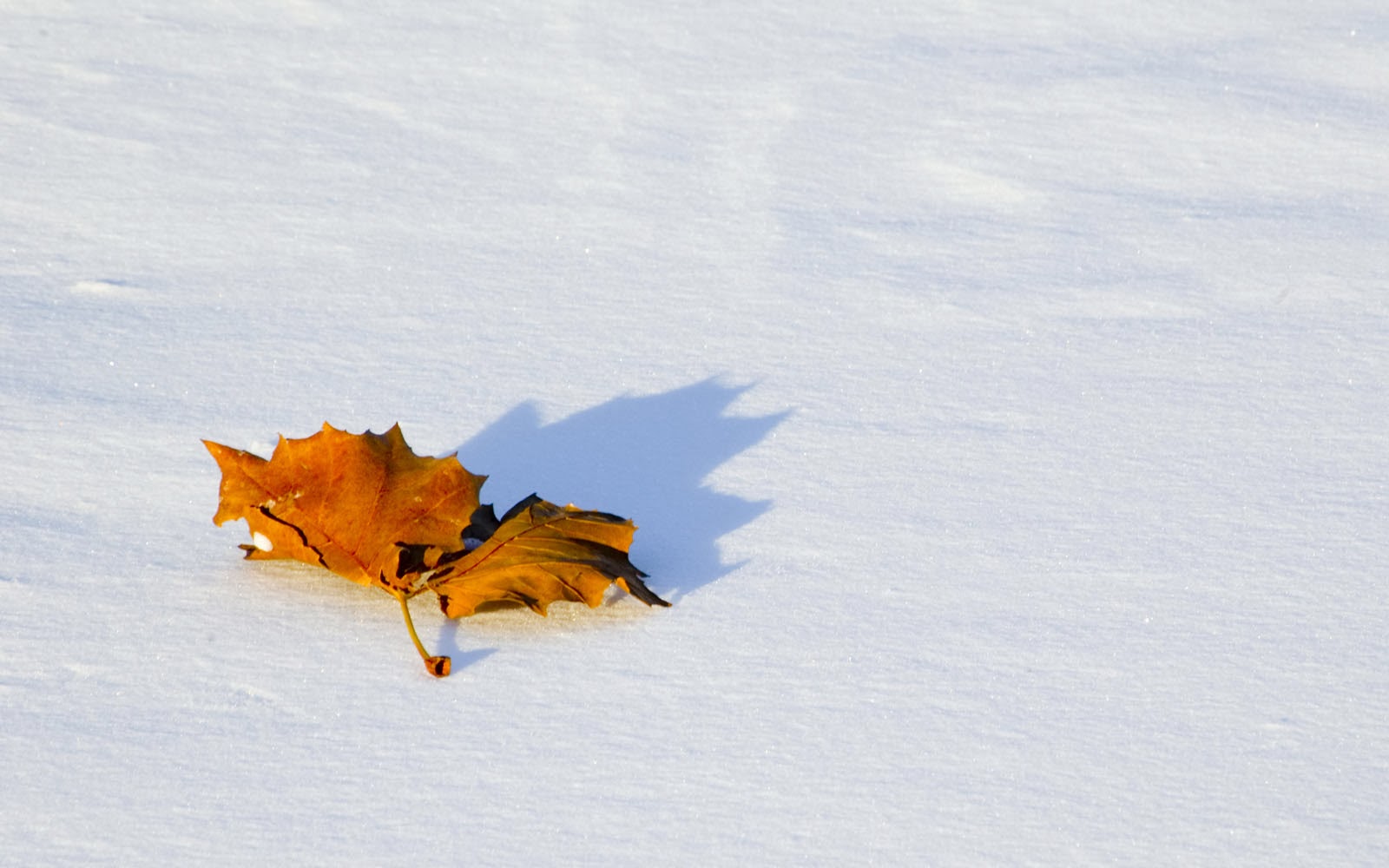 Leaf And Snow Wallpapers - Amazing Picture Collection
