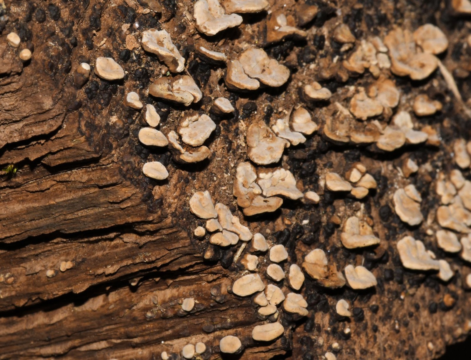 Nature Rambling: Ramble Report November 21 2019