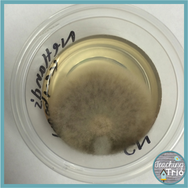 Teaching Trio: Culturing Bacteria in your Classroom