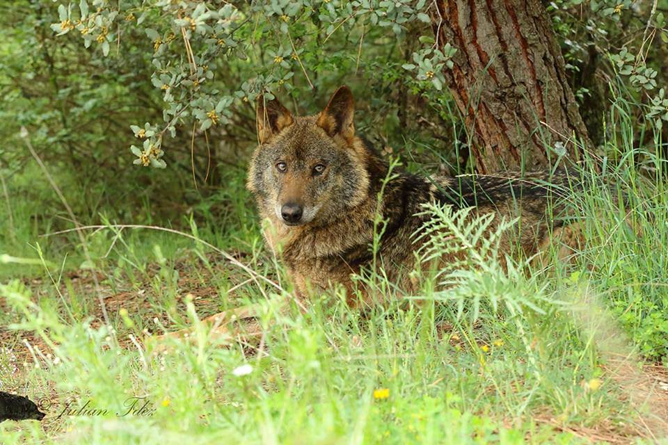 Comando Lobo: Lobo en paz, un secreto de cuatro patas