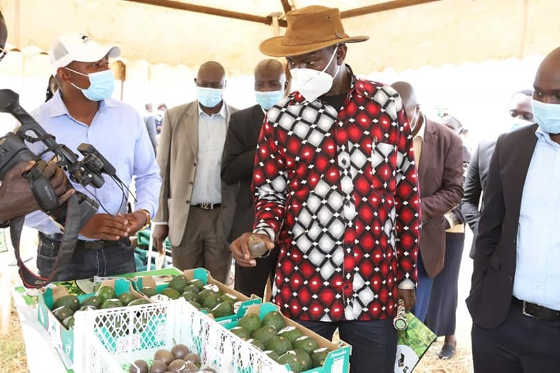 Governor Mandago urges farmers to plant avocado and macadamia