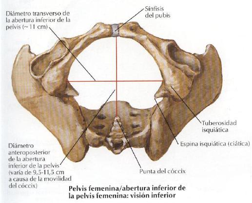 Estudio general de la Pelvis | Apuntes!