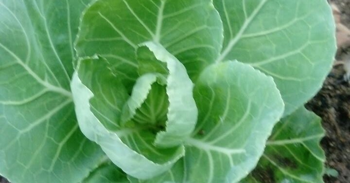 EXPERIENCIA AGROECOLÓGICA: UNA VIDA SANA: REPOLLO