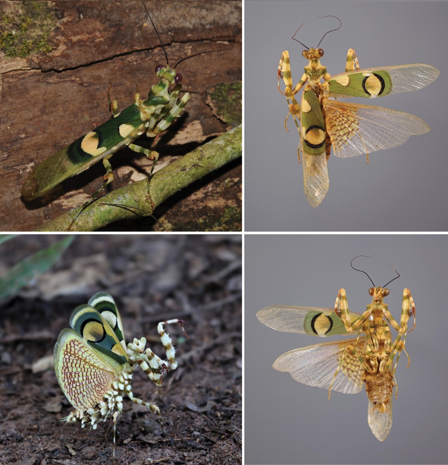 Species New to Science: [Entomology • 2020] Chlidonoptera roxanae • A ...