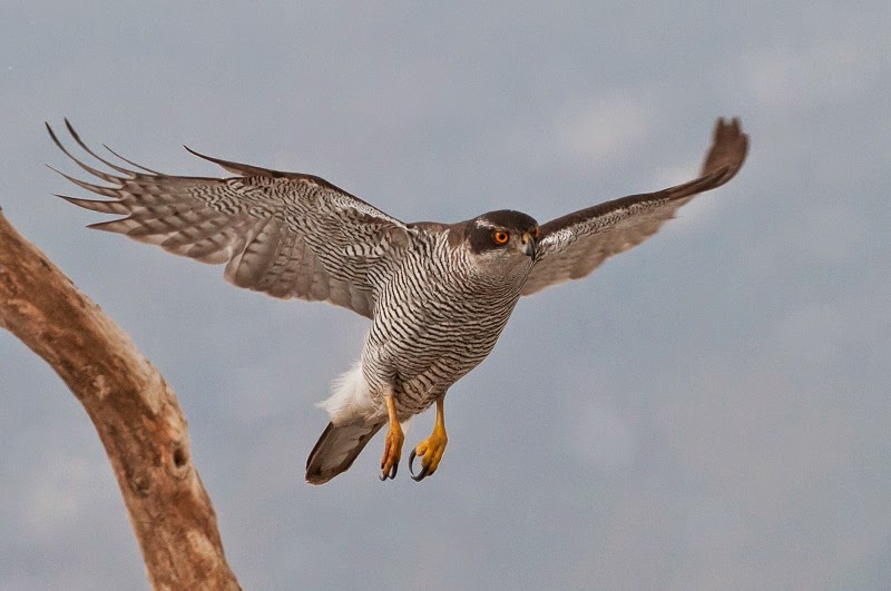 spagosmail: Jastreb u tajnom napadu