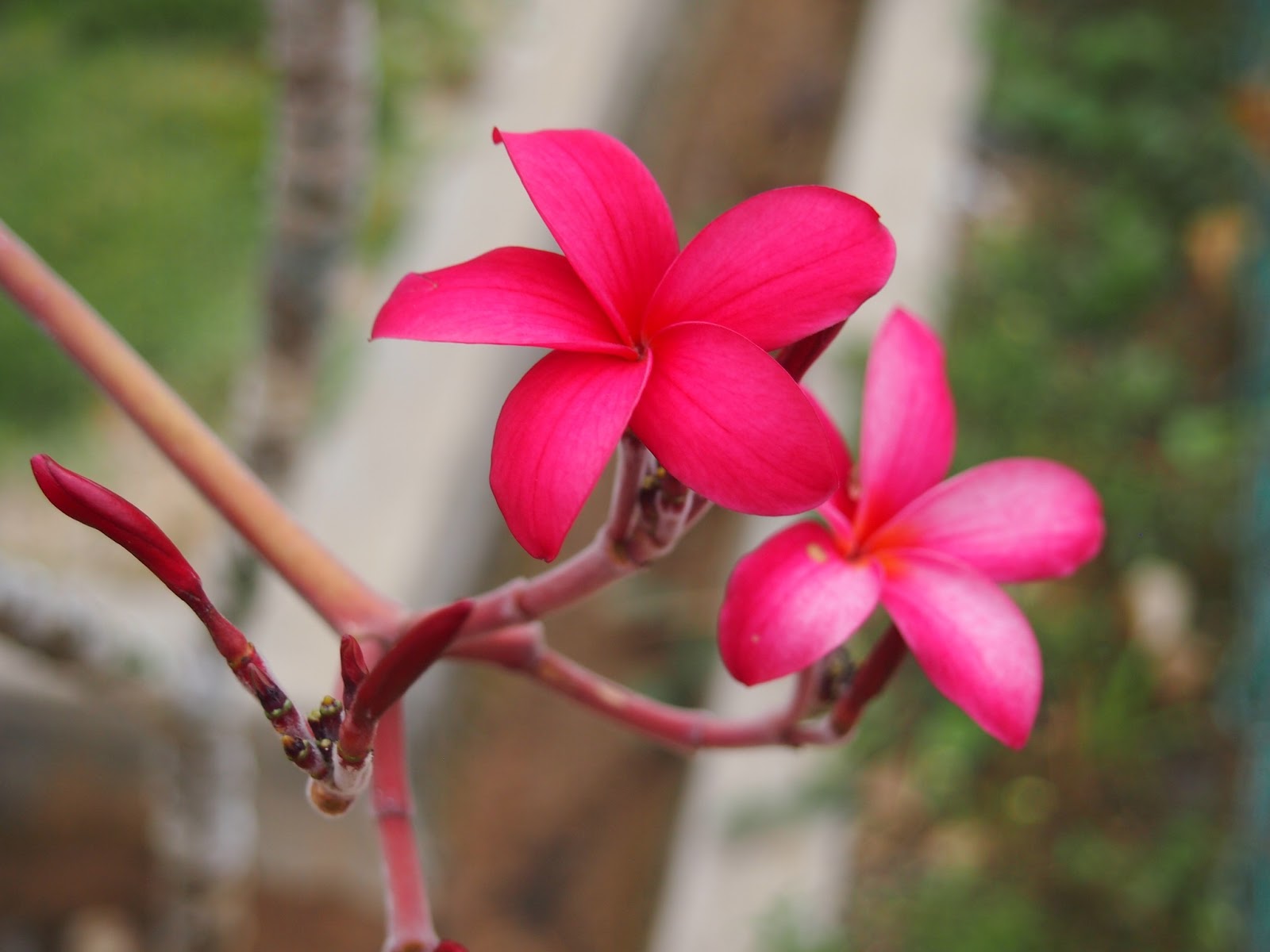 puteri manja: Koleksi bunga-bungaan