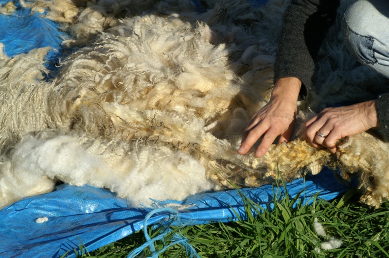 Woolshed 1: Sheep Husbandry - blade shearing method