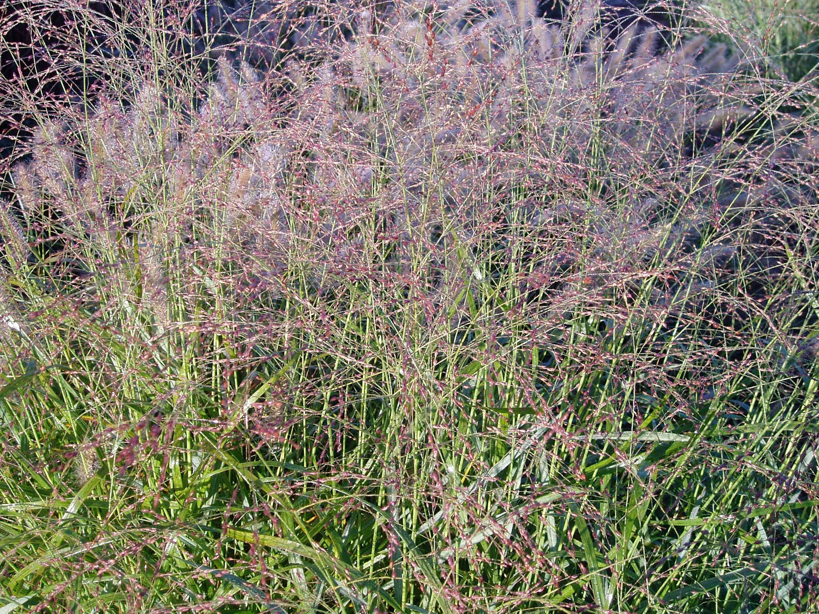 Lovegrass Farm: Panicum virgatum Ornamental Grass at Lovegrass Farm