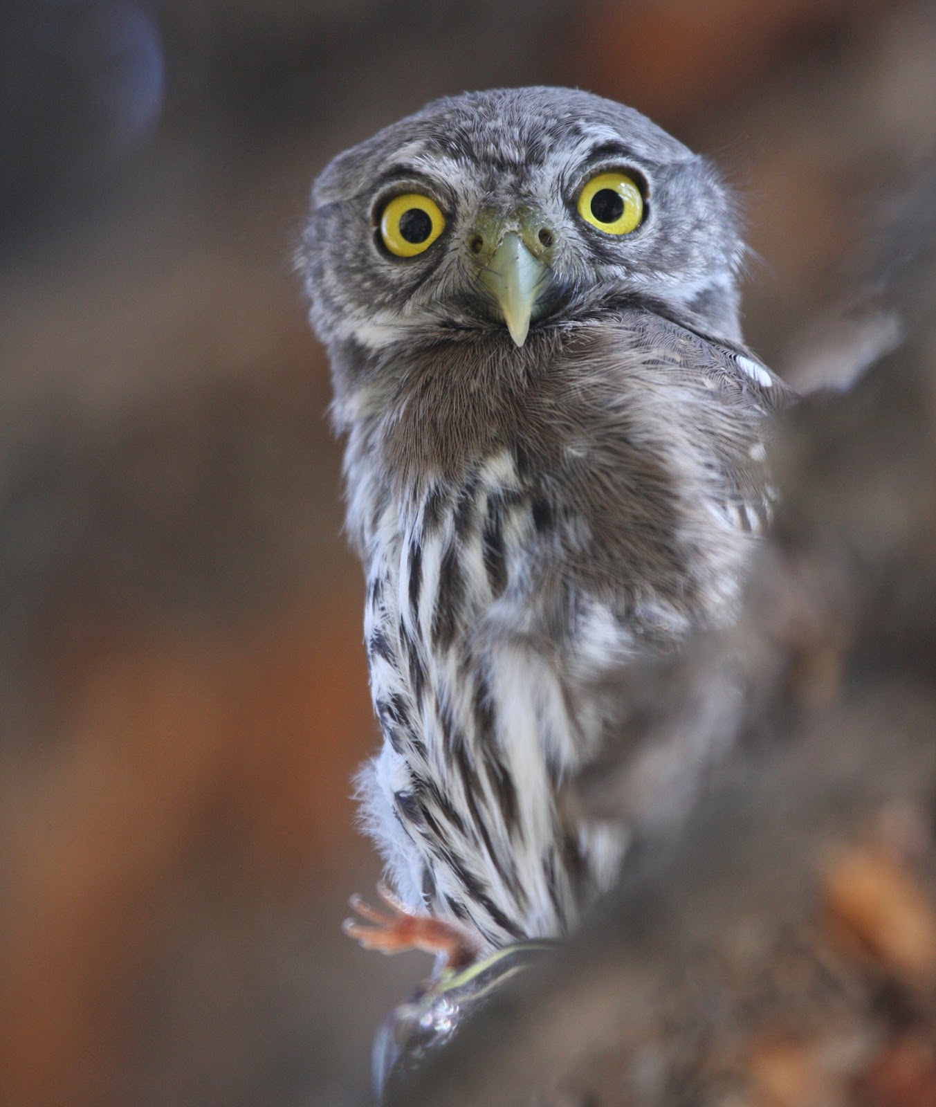 Such-n-Such Bird Blog: Northern Pygmy-Owls in the Hood