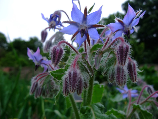 HERBAL PICNIC: BORAGE