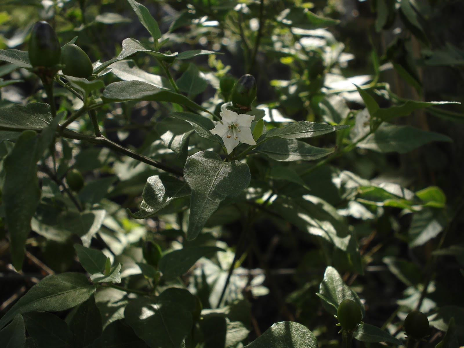 Solanaceae de Argentina: Capsicum chacoense Hunz.