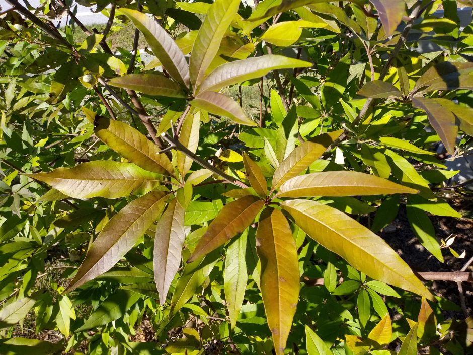 Future Plants by Randy Stewart: Vitex - the Chaste Tree family