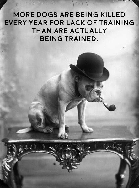 Terrierman's Daily Dose: What You Need to Know About Dog Training