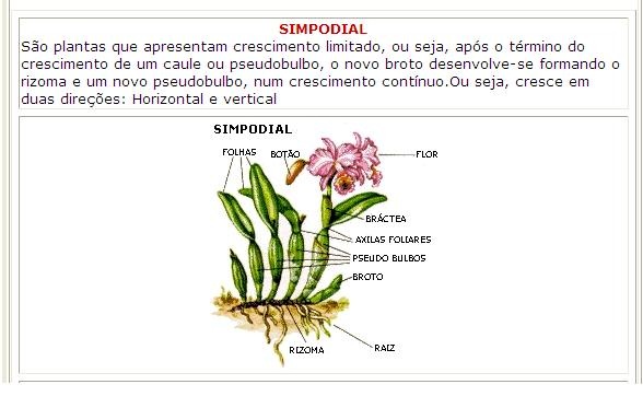 Orquídeas - Fonte de Terapia
