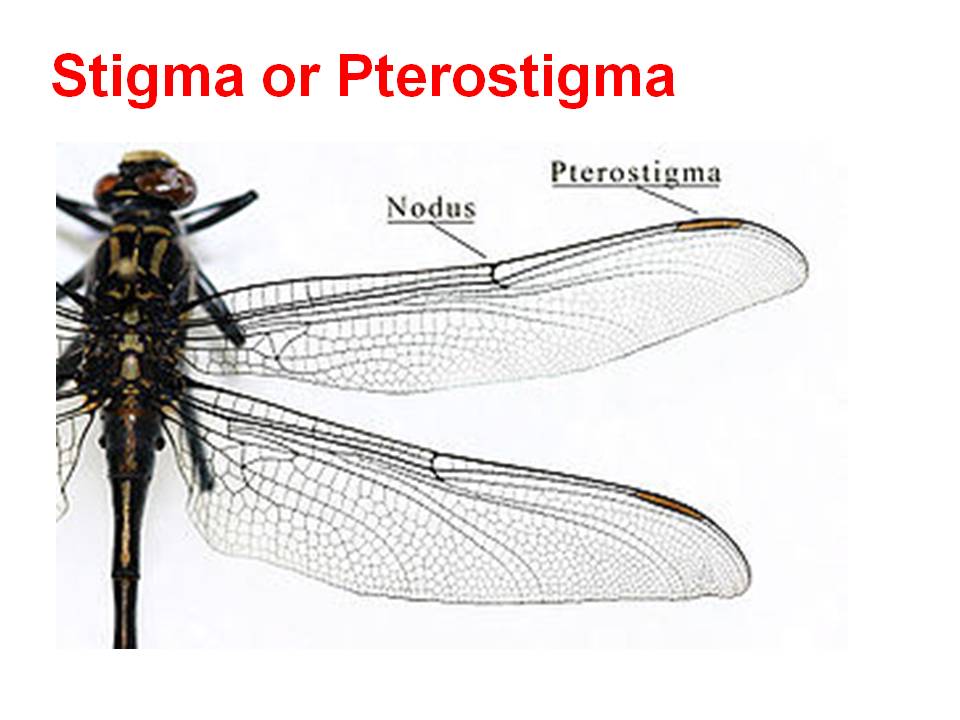 Insect wing, Modifications and Copulation