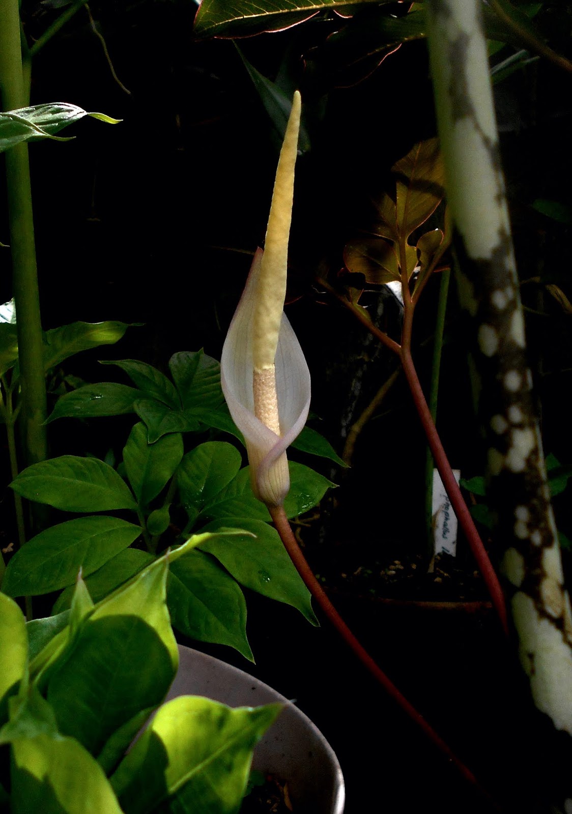 Of philosophy and Amorphophallus