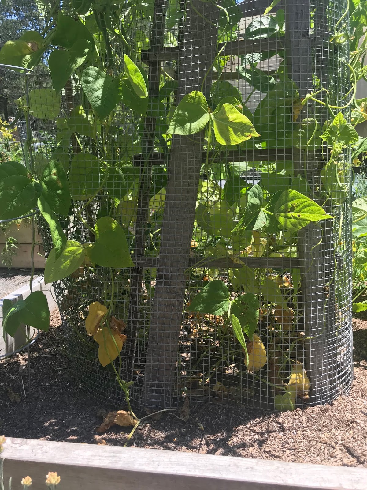 On Discovering A Garden: How to gopher proof your garden.....