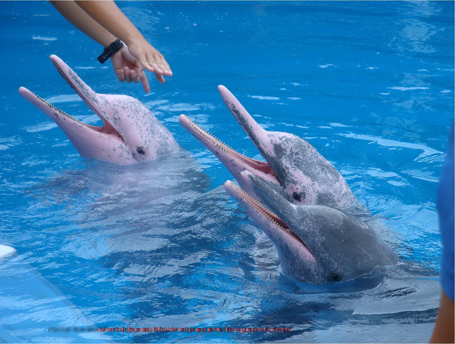 Beautiful Wallpapers: Beautiful Dolphins