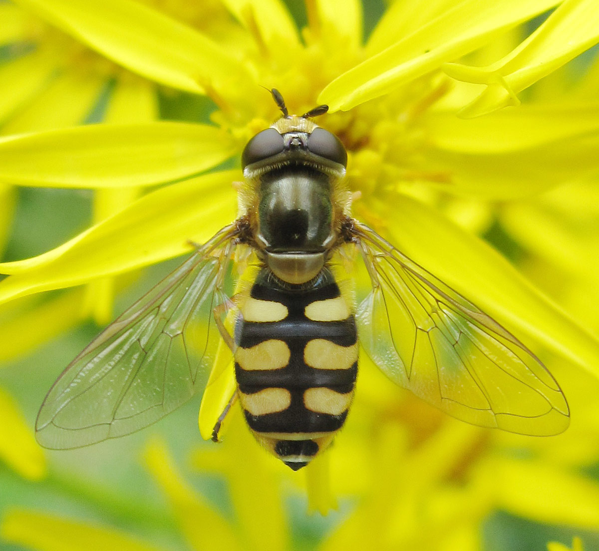 Two Similar Hoverflies | Naturally