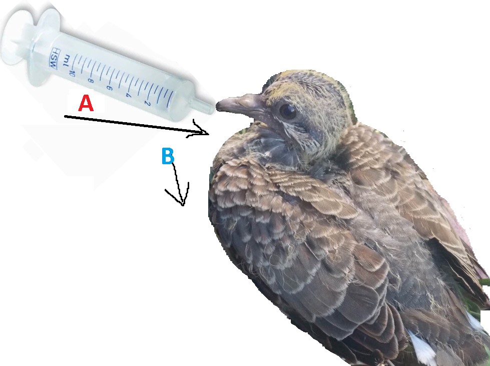 Mi pichon de cuculi ( Zenaida Meloda): COMO ALIMENTAR UN PICHÓN DE ...