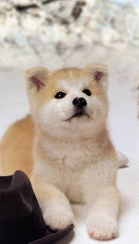 Mis Pequeñas Cosas: Hachiko. Una historia real de lealtad y fidelidad.