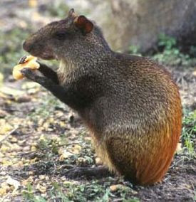 Blog Viajes de Gulliver: LOS DIENTES DE LOS TUZAS