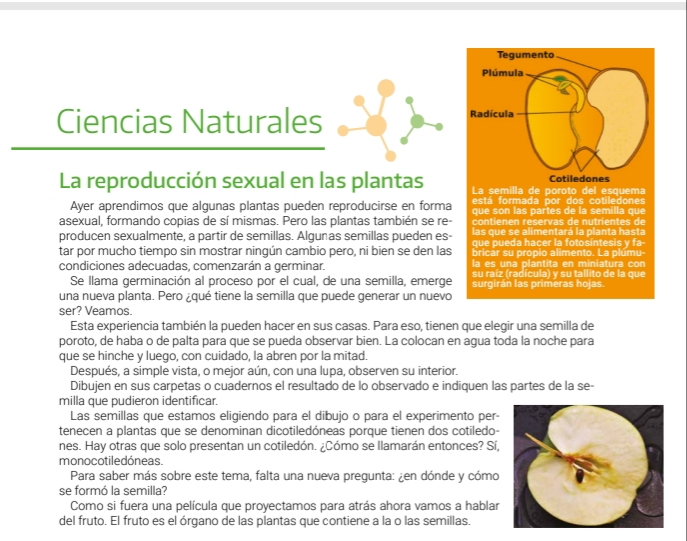 Continuamos con las plantas