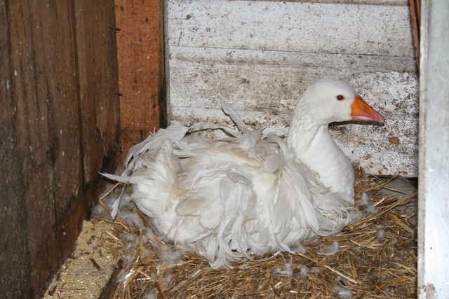 Metzer Farms Duck and Goose Blog: Sebastopol Geese Hatching and Raising ...