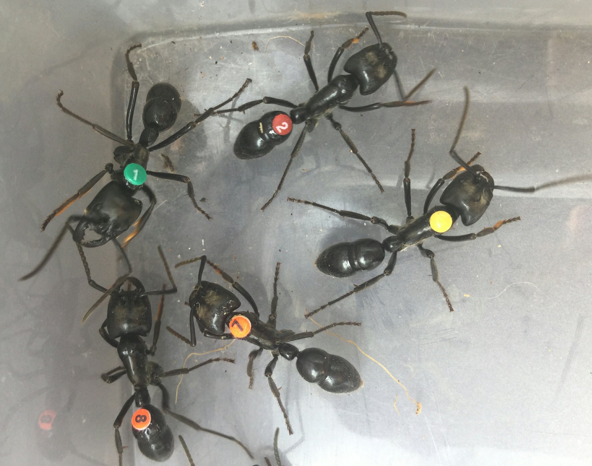 Formigas - Diferentes tipos de Operárias