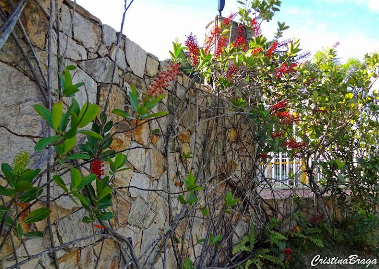 Jardim Tupiniquim: Norantea/Rabo-de-Arara (Schwartzia brasiliensis ...