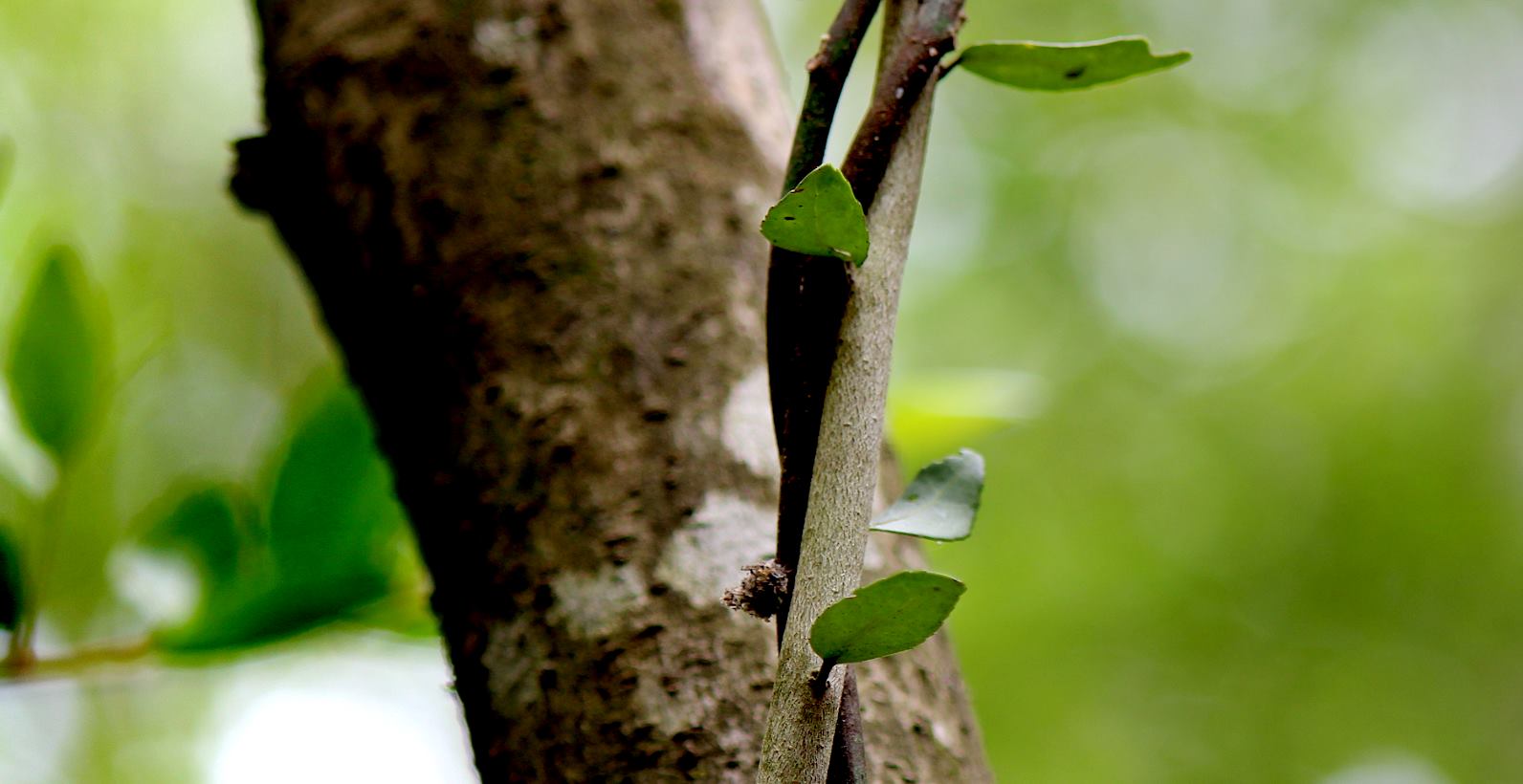 Edith L. Moore Nature Sanctuary, Houston Audubon Society (2016)