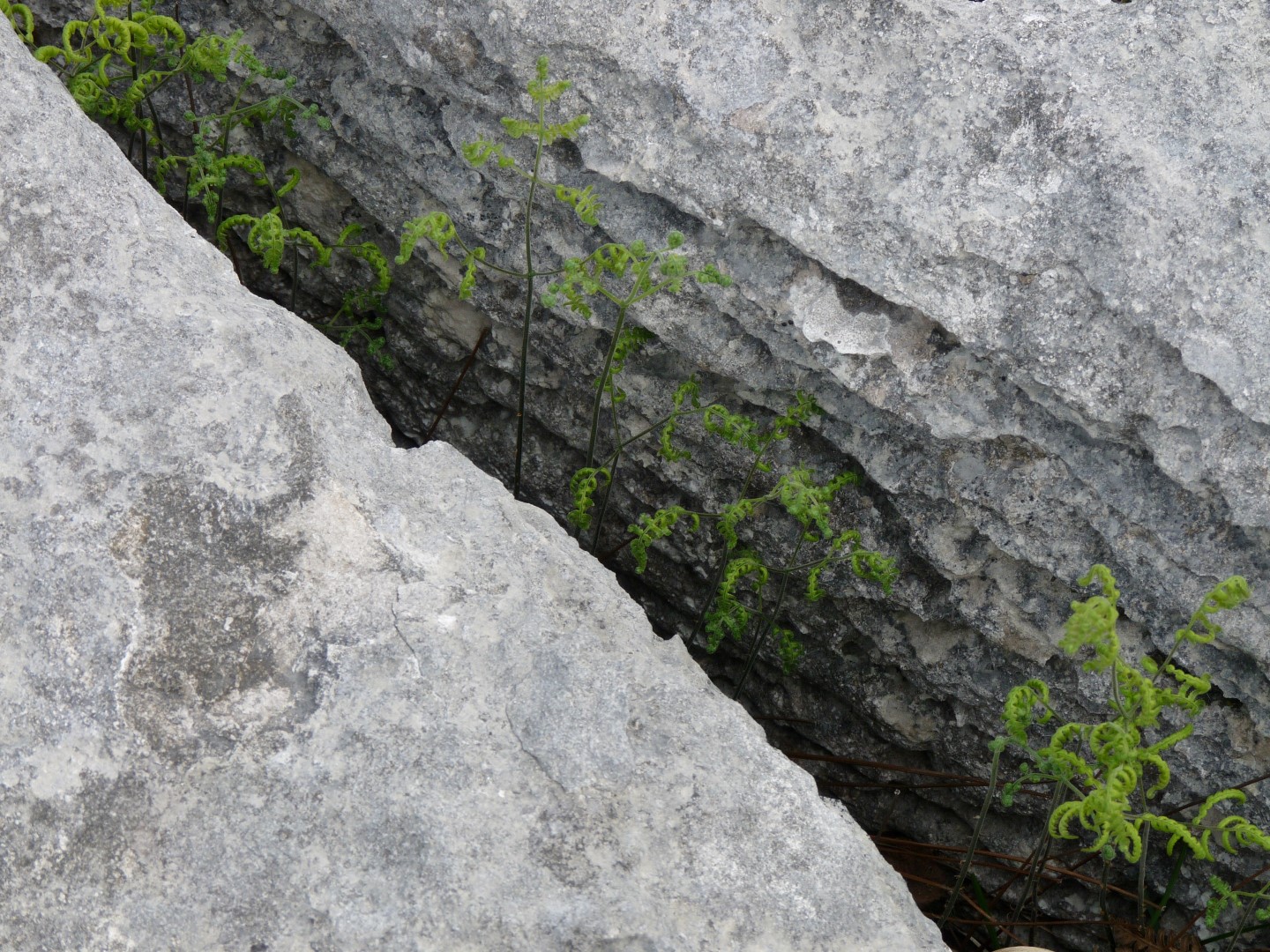 Hutton Roof's Special Ferns and More: Gymnocarpium robertianum ...