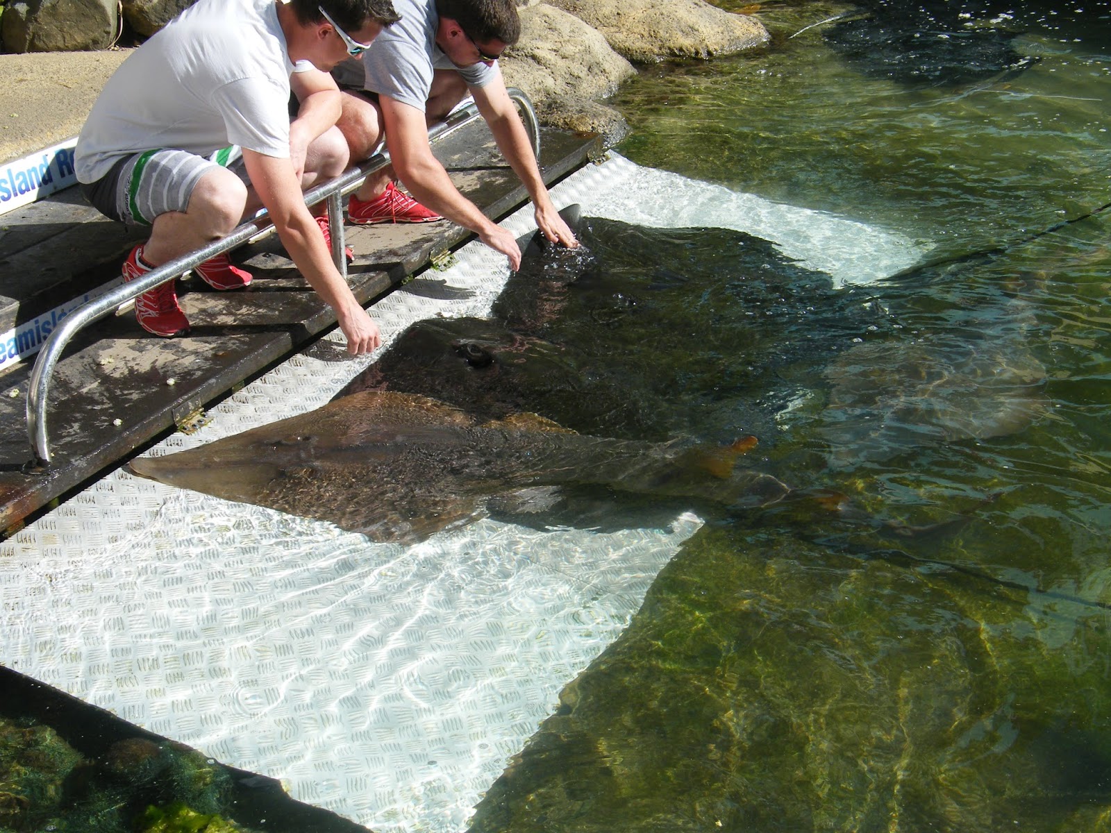 BJ and Noelle Travel Oz : Airlie Beach - Funny Dunny (Wunjunga ...