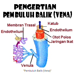 Pengertian Pembuluh Balik (Vena) - Bimbel Sekolah