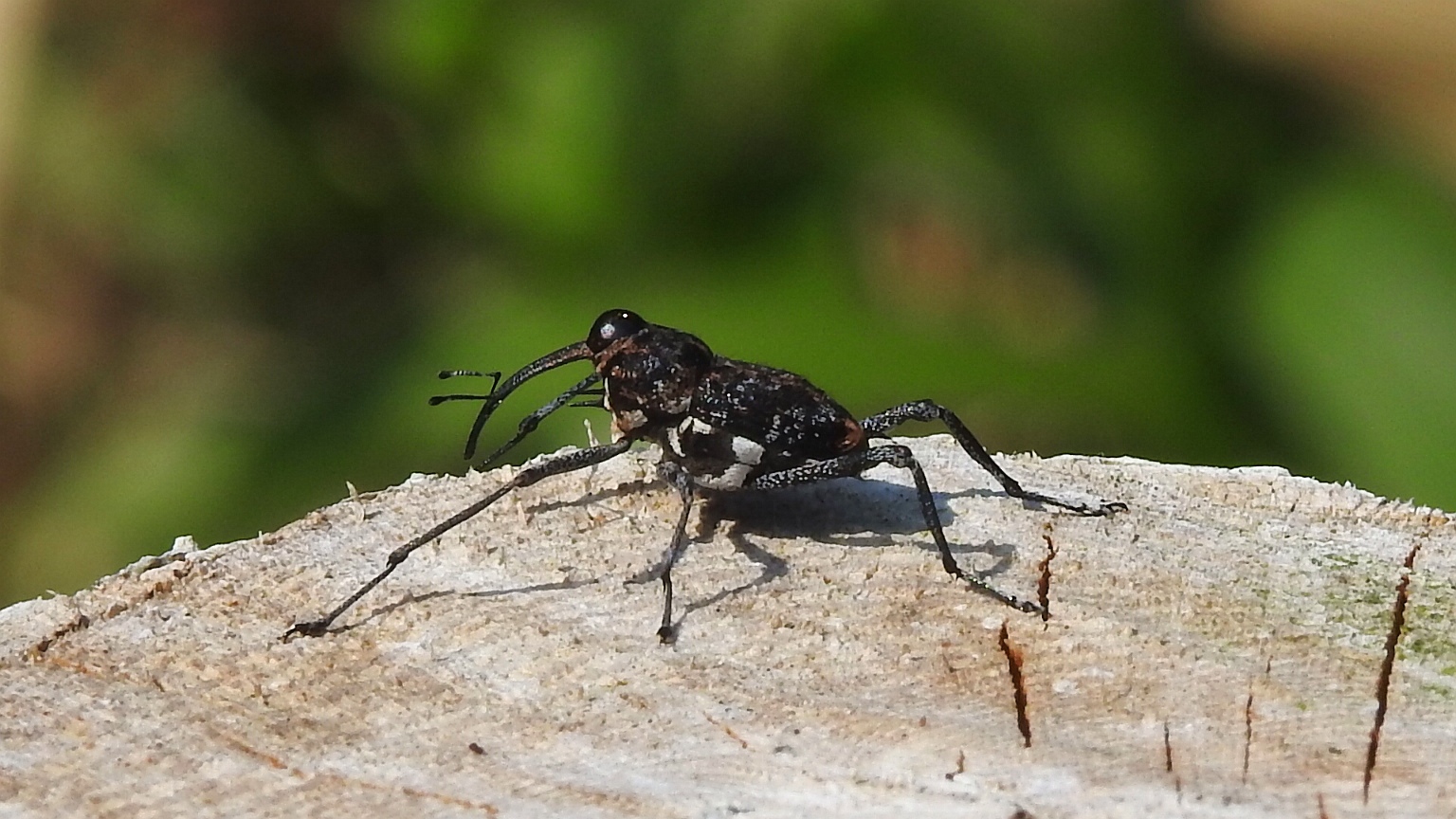 台灣-鳥類與昆蟲-自然觀察記錄: 大眼象鼻蟲 Mecopus bispinosus