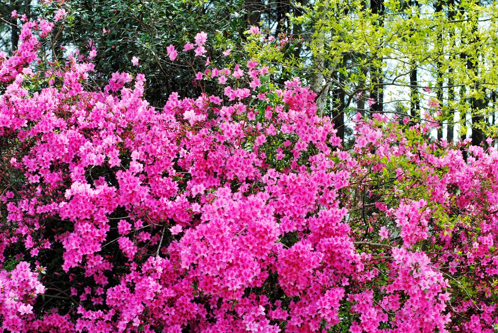 Double M Photography: Azalea Bush | Day 92 of 365