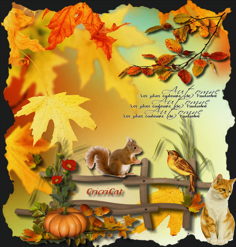 Autour des chats: Les jolies couleurs de l'automne