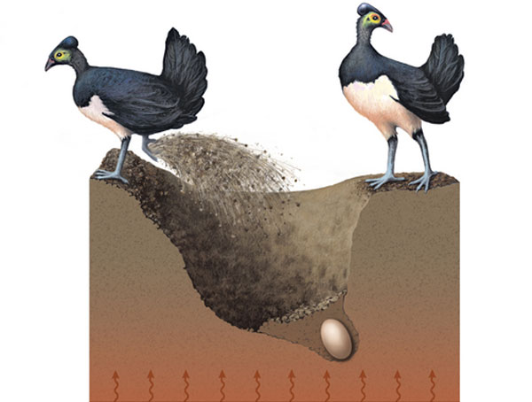 MAX WELLY LELA : AHLI PEMBIAKAN BURUNG MALEO (Megacephalon maleo) DI ...