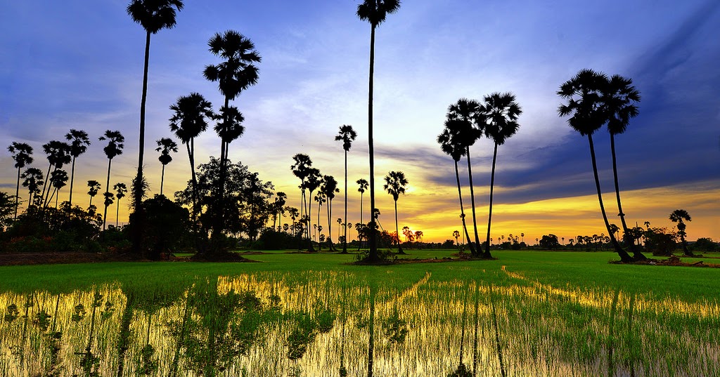 Indonesian Folklore (Folklor Indonesia): The Origin of Sago Tree and ...