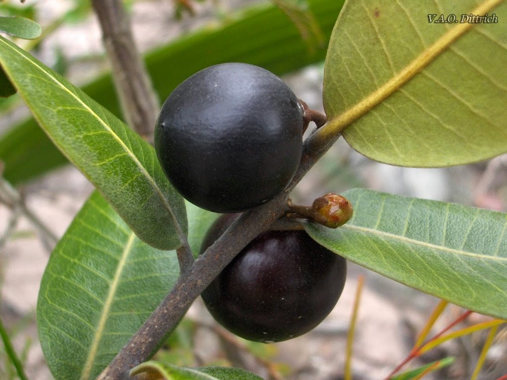 අපේ ගහ කොල: මූනමල් [Munamal]