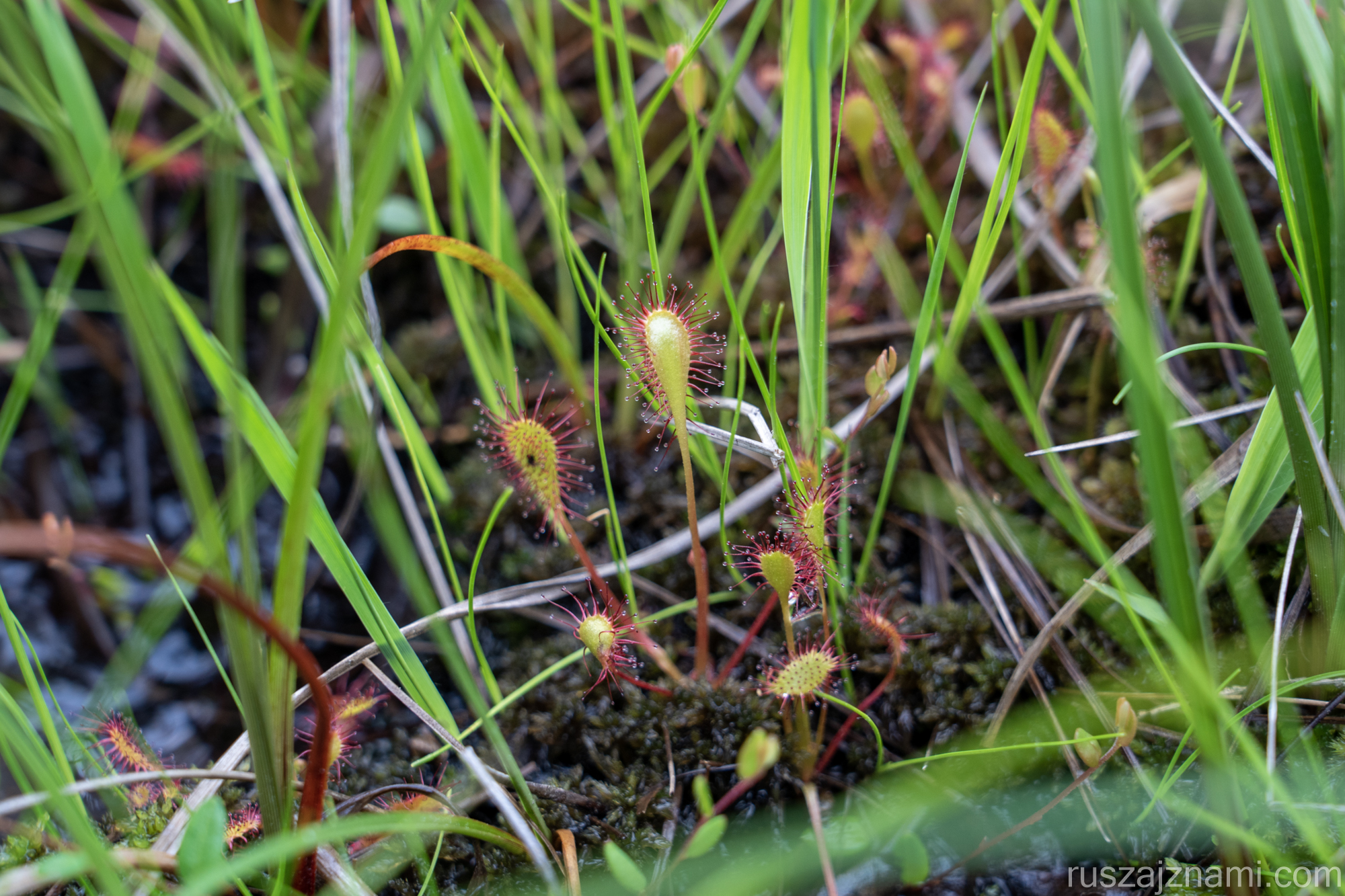 Bagna w Antoniowie, 13.06.2021 | ruszaj z namiruszaj z nami