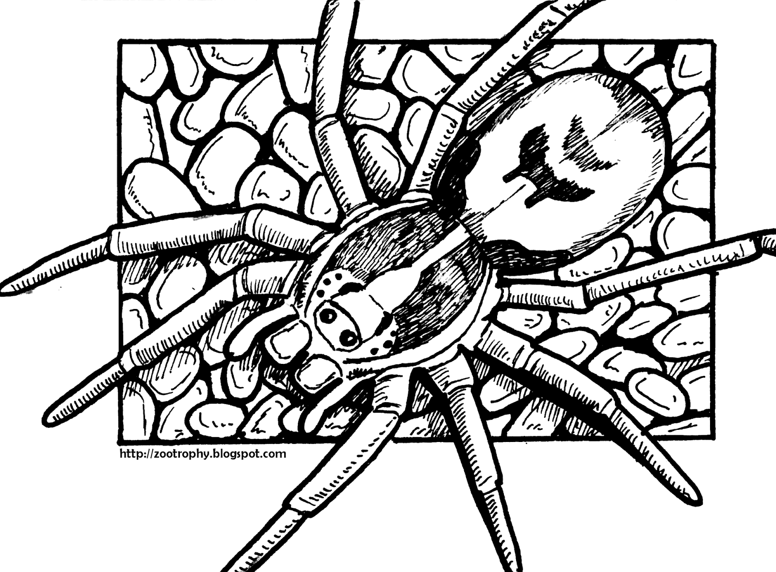 ZooTrophy Animal-a-Day Database: #838: Wolf Spider