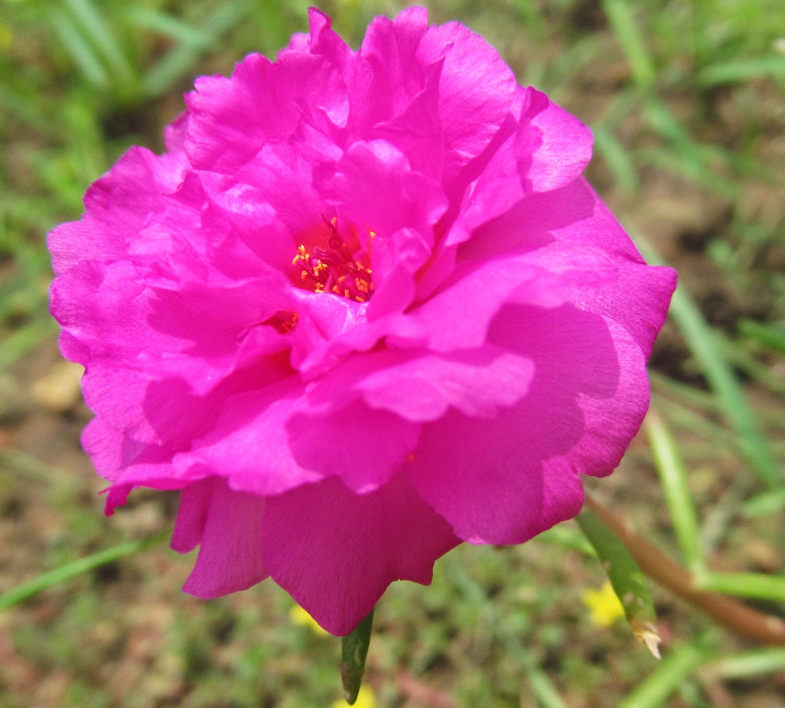 NATURAL & UNIQUE PHOTOGRAPHY: LAXMAN BUTI