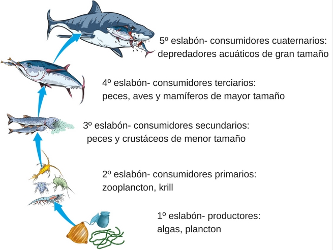 CIENCIAS NATURALES 5º- 2020/21: UNIDAD 2: LOS ECOSISTEMAS