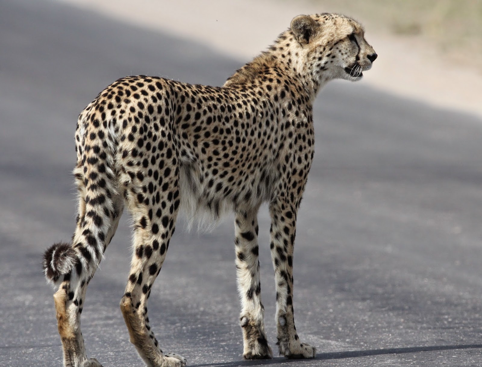 Worldbirder: Cheetah - Photo Essay.