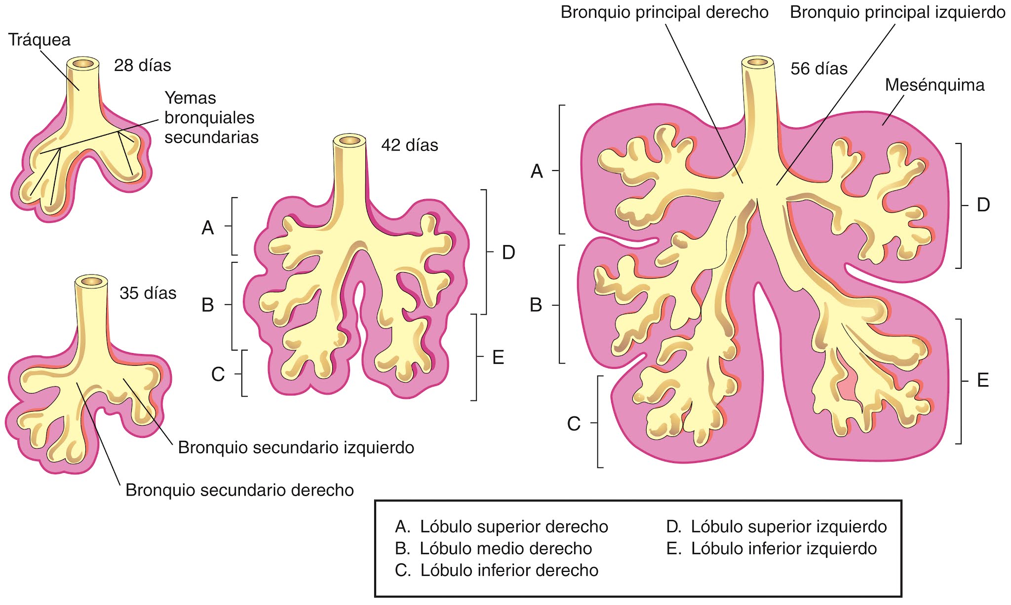 Desarrollo de los Bronquios