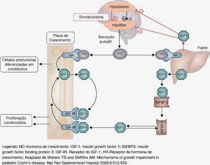 O GH É DE GRANDE IMPORTÂNCIA PARA NOSSA VIDA TODA DESDE A FASE INTRA ...