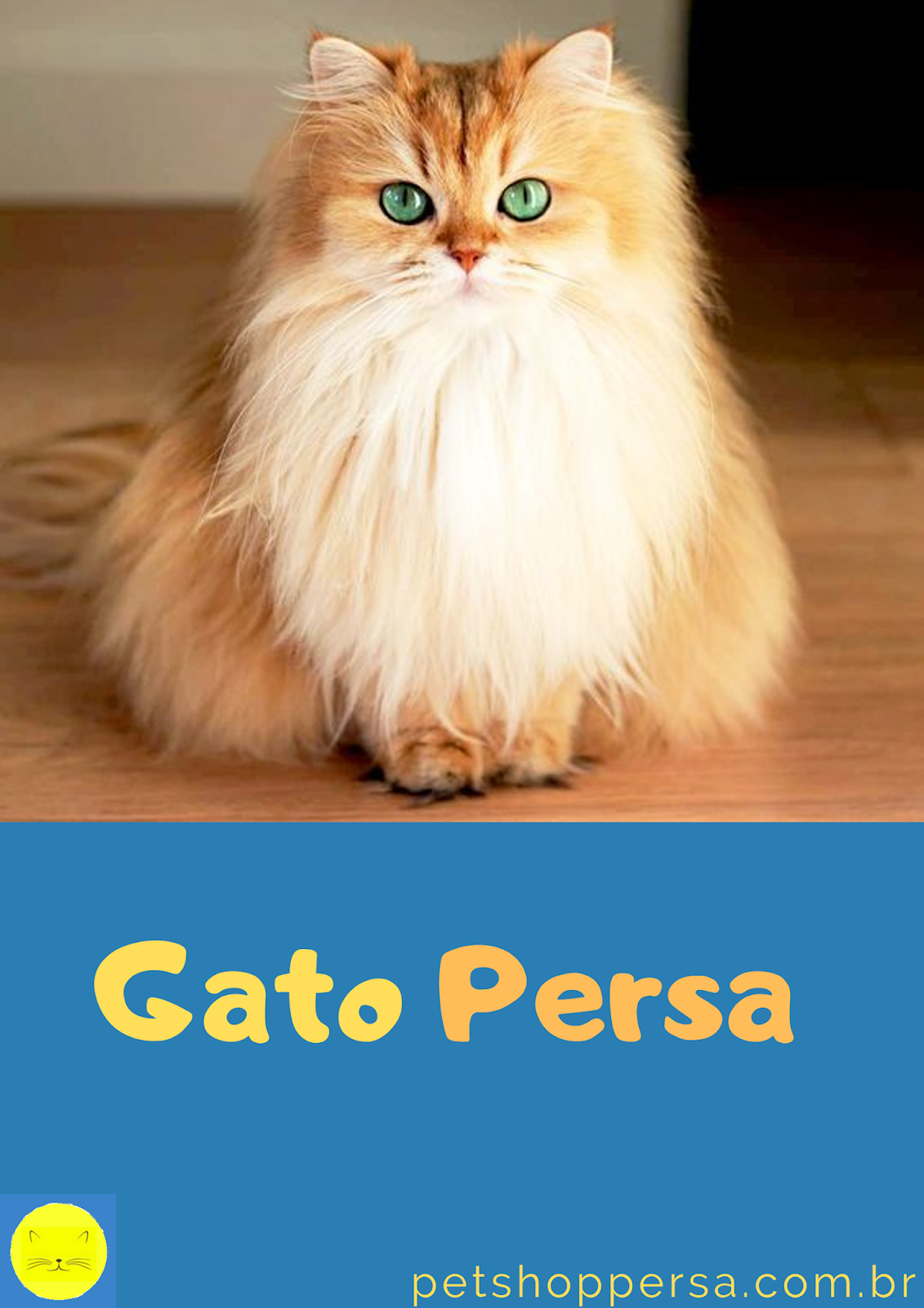 Gato Persa
