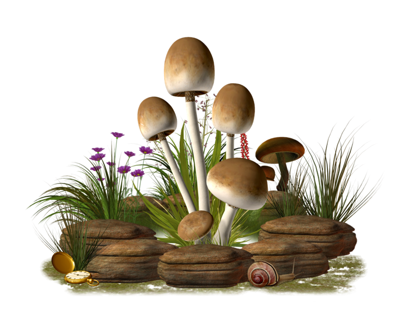 ® Colección de Gifs ®: IMÁGENES DE HONGOS